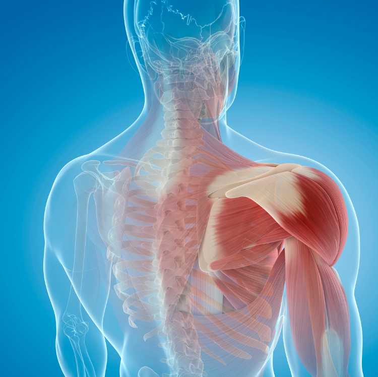 Common Shoulder Problems Common Shoulder Problems
